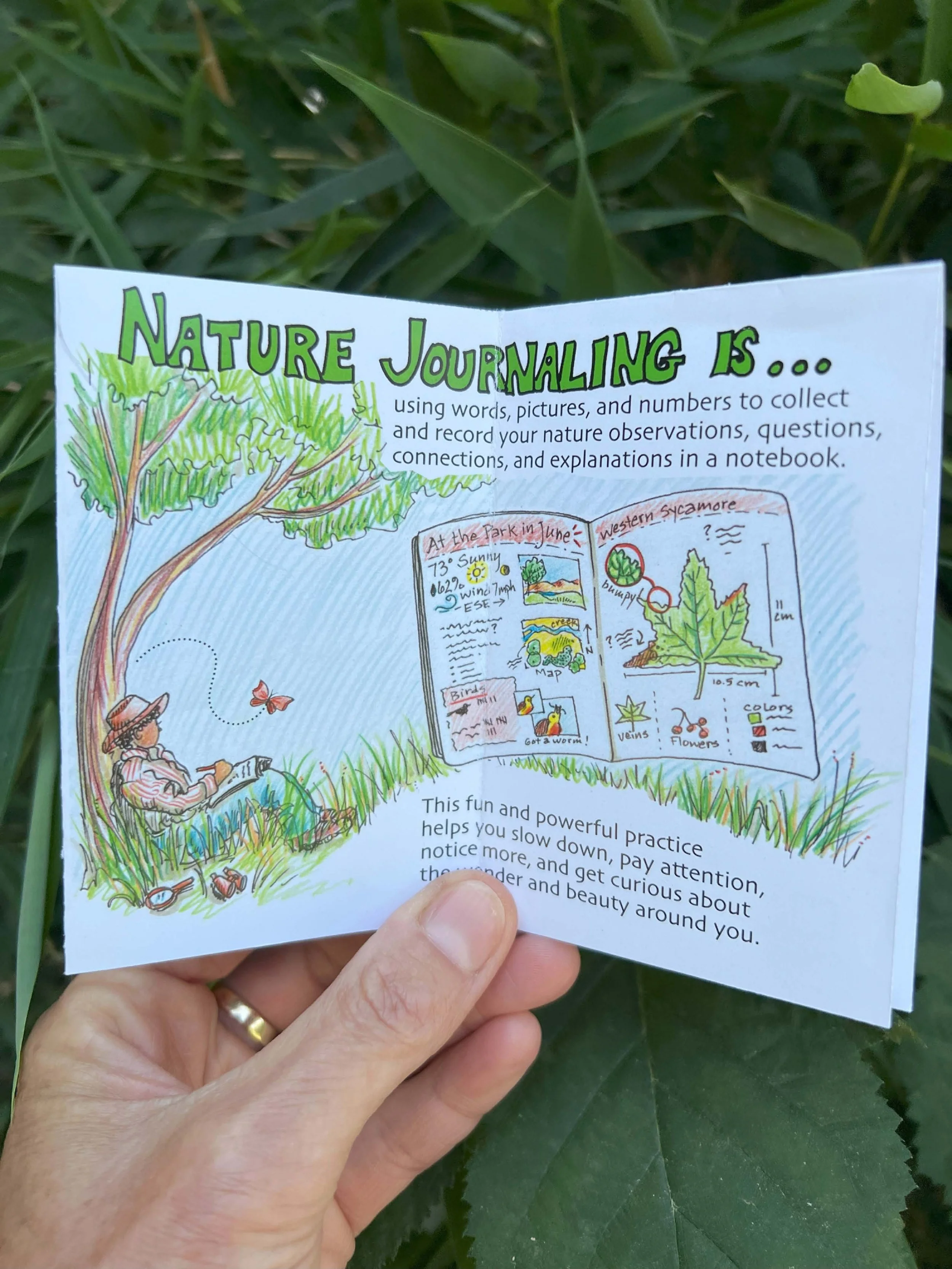 SPANISH Version: Your Quick Start Guide to Nature Journaling — Wild ...