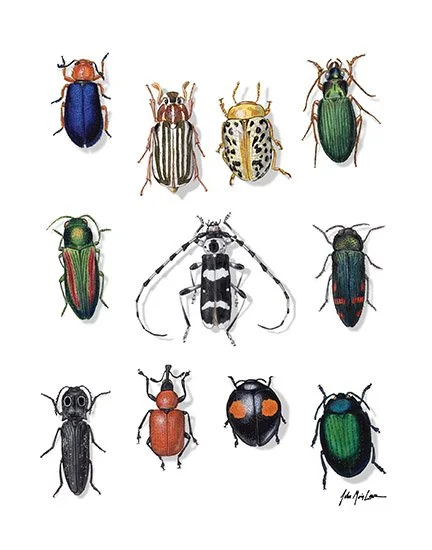 25 Printed Zines: Your Quick Guide to Nature Journaling — Wild Wonder ...