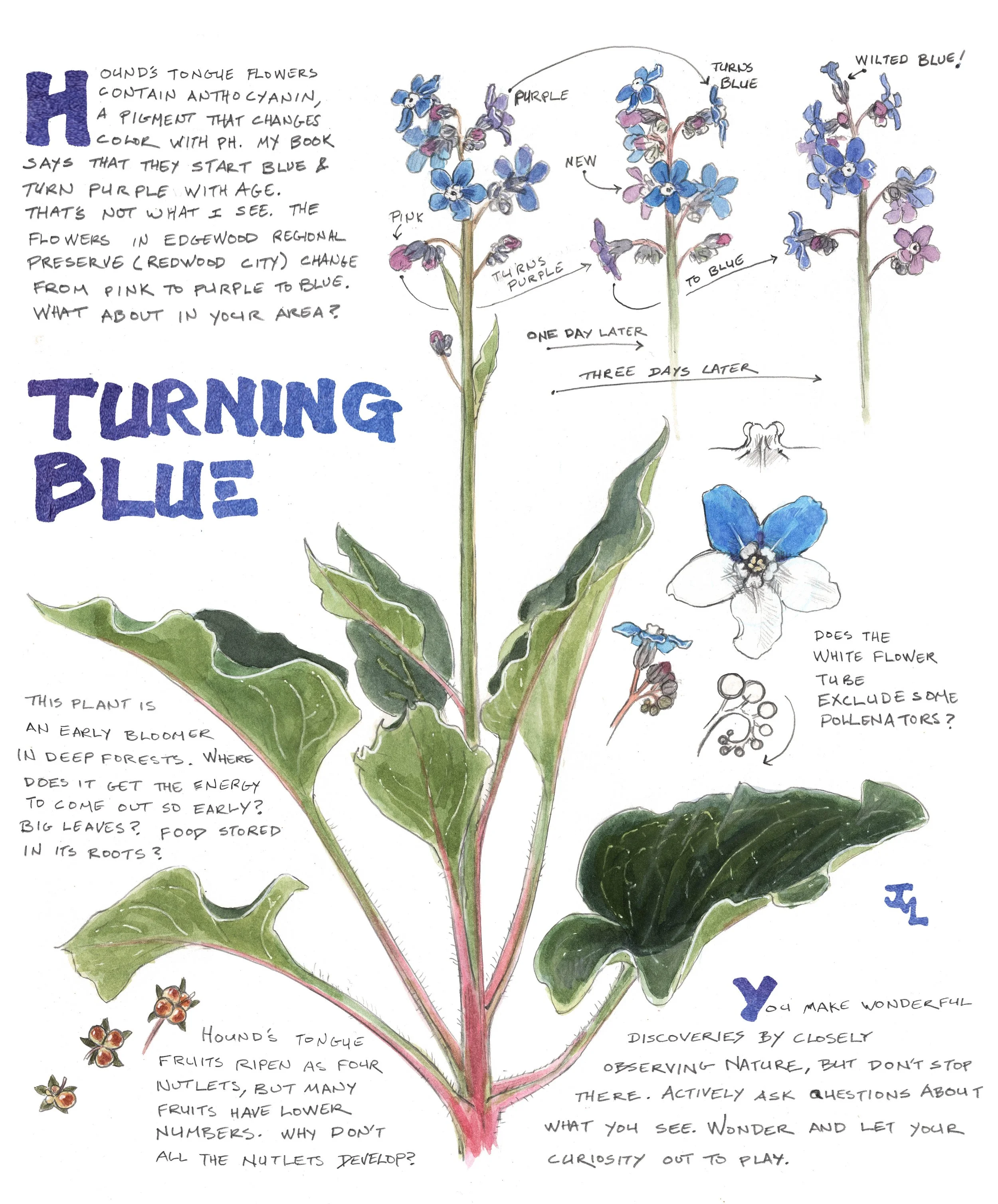A Year of Nature Journaling Prompts — Wild Wonder Foundation