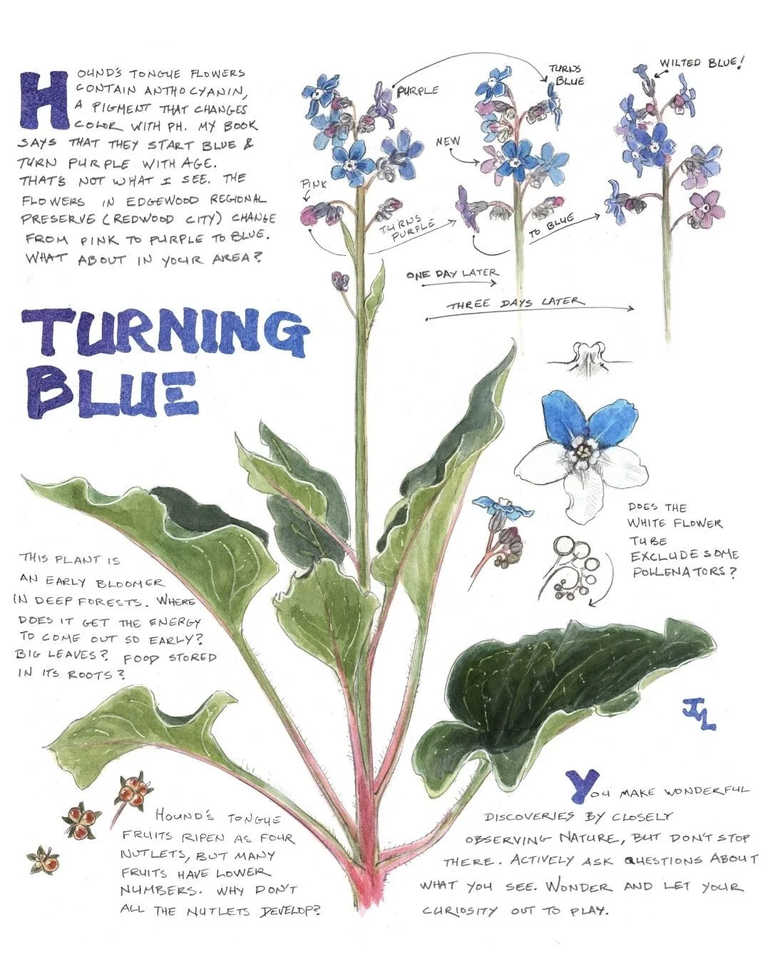 Learn to Draw and Paint Flowers with John Muir Laws — Wild Wonder ...
