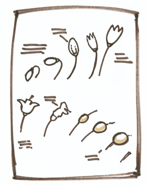 How to Teach Nature Journaling - Activities — Wild Wonder Foundation