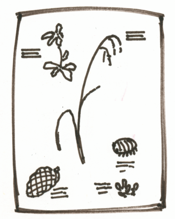 How to Teach Nature Journaling - Activity - Sit Spot — Wild Wonder ...