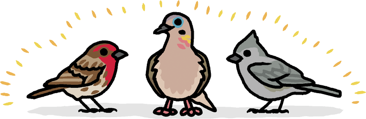 Quick Start Guide to Birding Resources — Wild Wonder Foundation