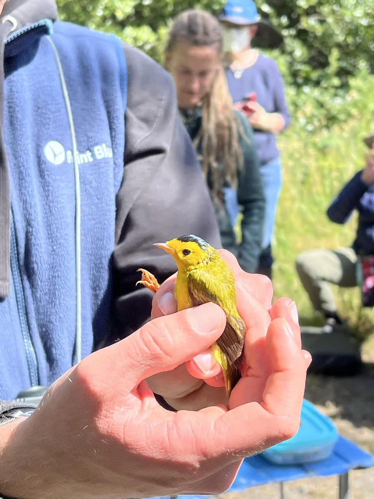 Learn to Draw Birds with John Muir Laws — Wild Wonder Foundation