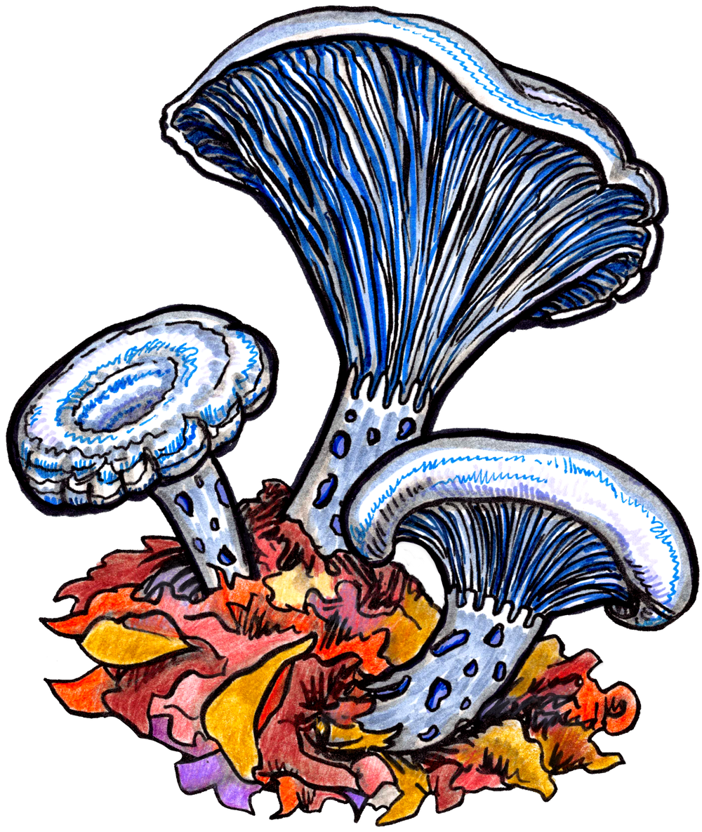 Nature Journaling Mentor — Wild Wonder Foundation