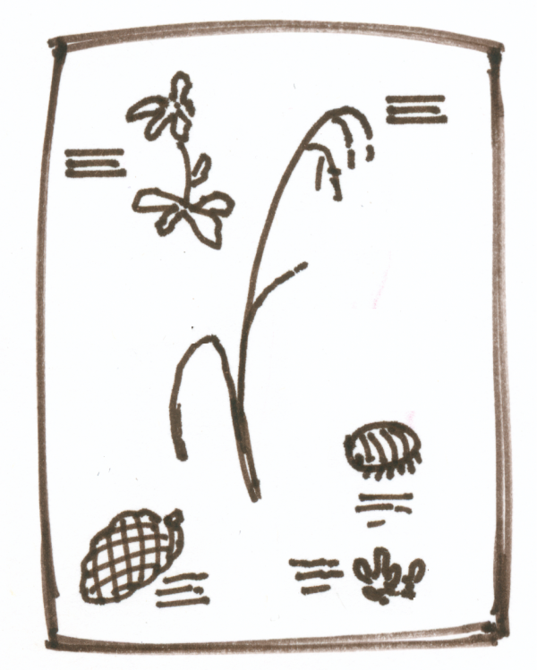 How to Teach Nature Journaling - Activities — Wild Wonder Foundation