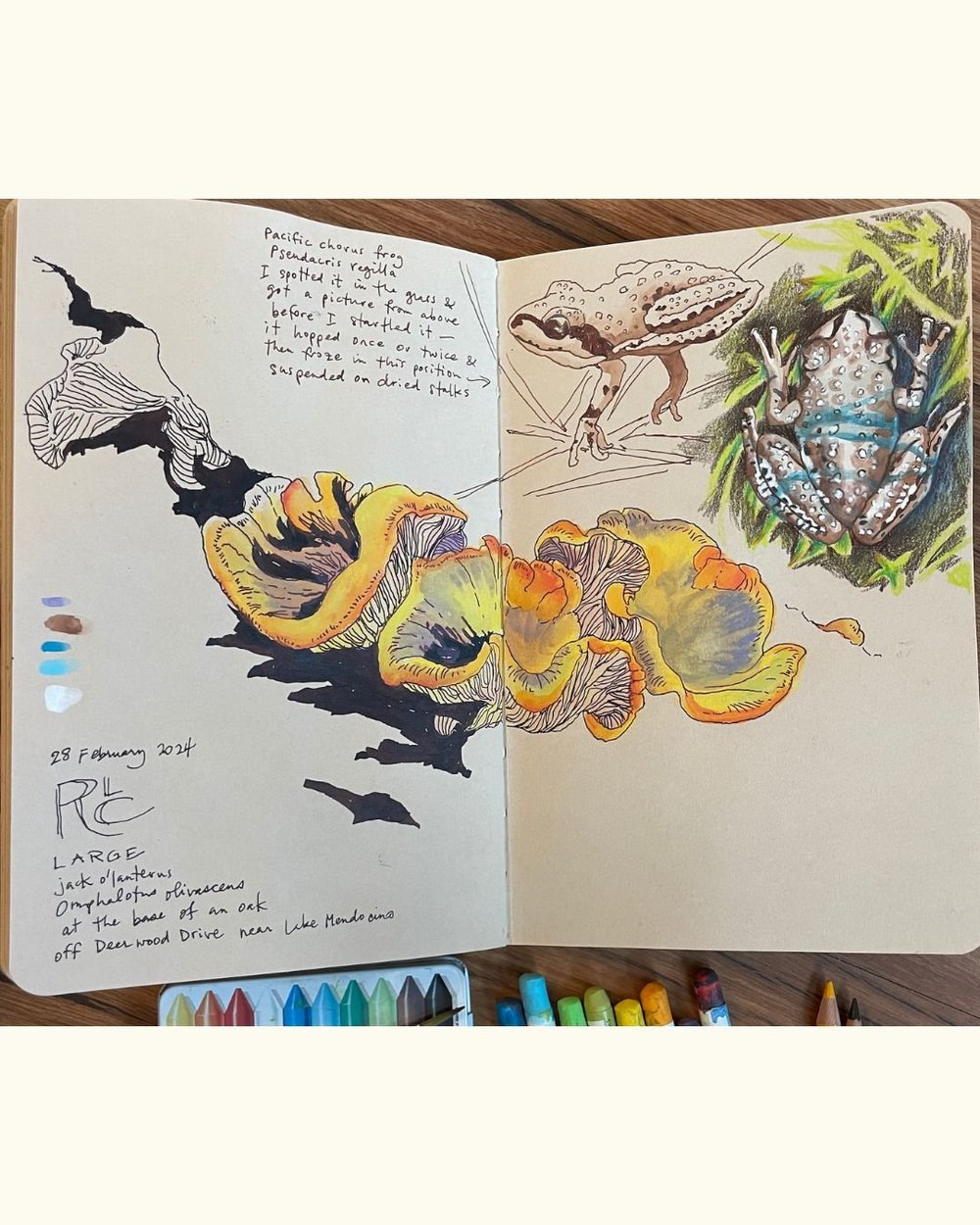 Nature Journaling August — Wild Wonder Foundation