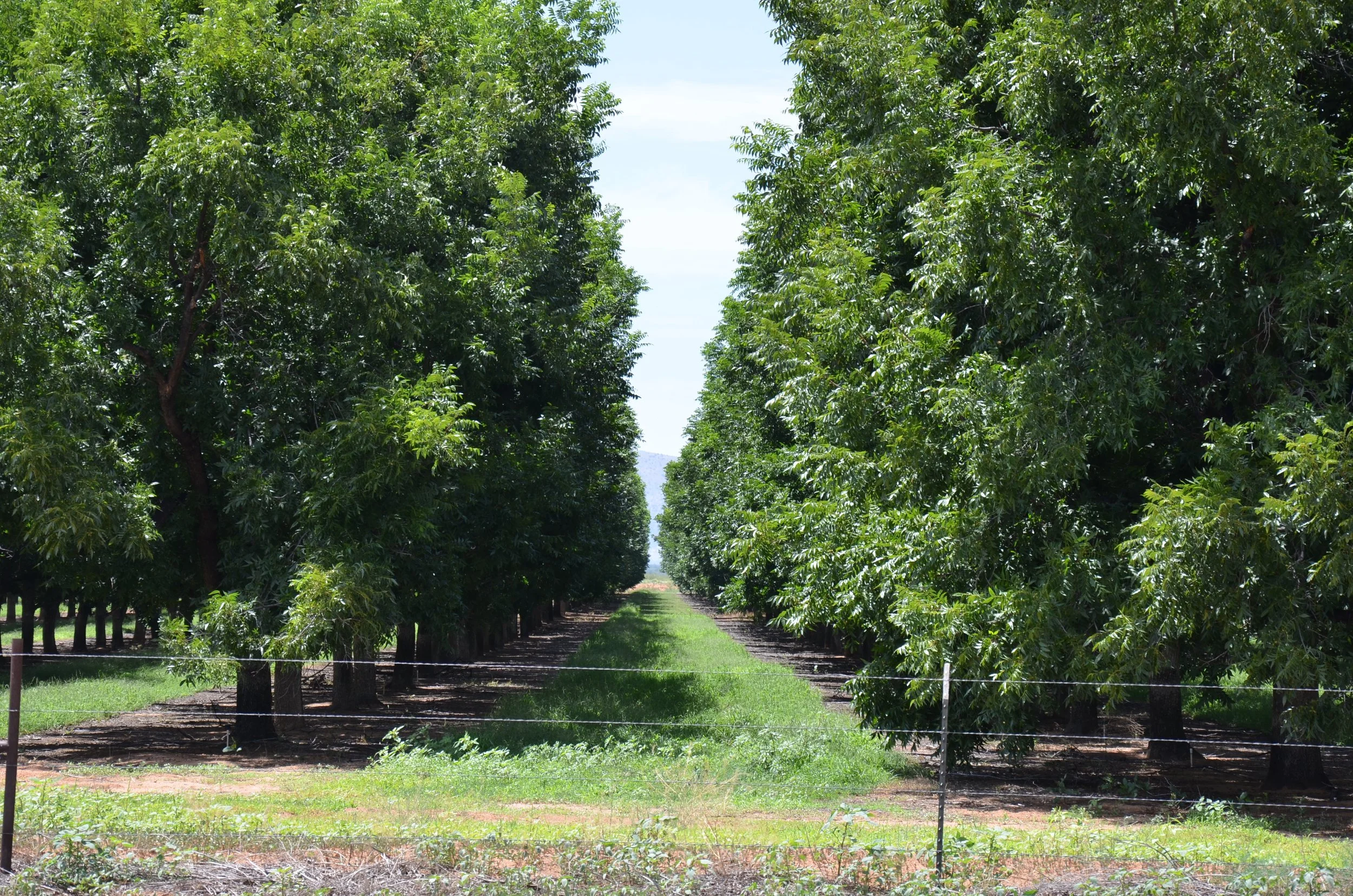Pecans Now