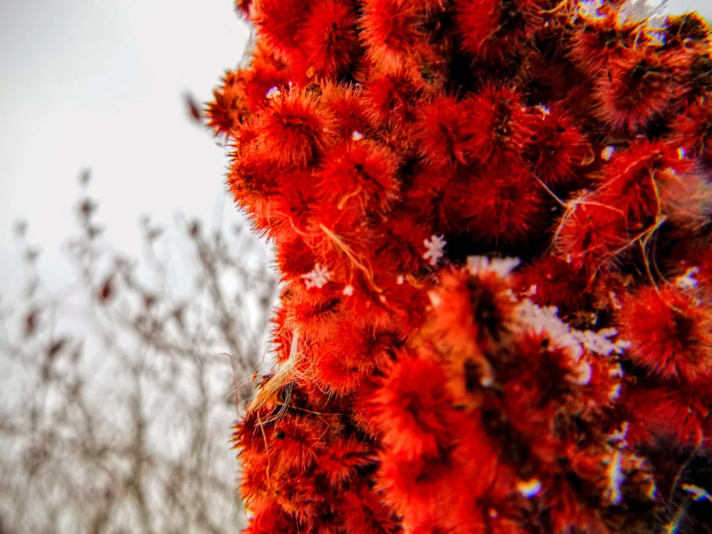 Waterloo Gallery — Focus on Nature