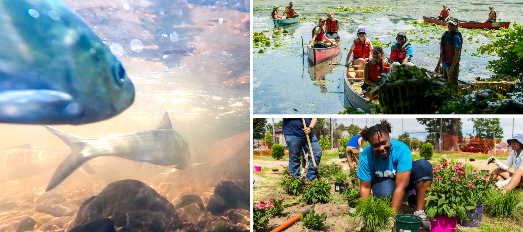 Invasive Species — Charles River Watershed Association