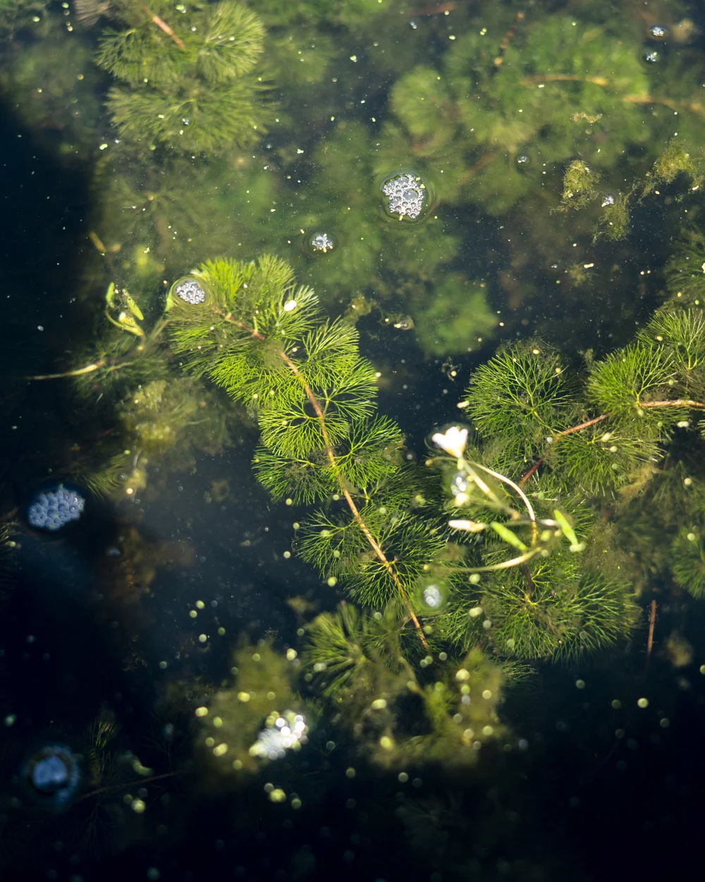 Invasive Species — Charles River Watershed Association
