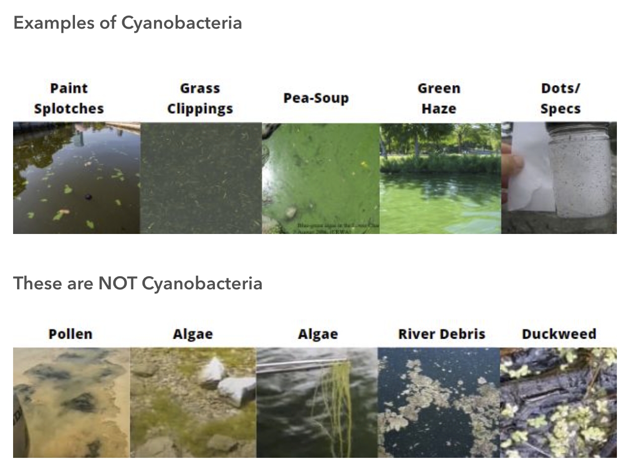 Cyanobacteria Visual Monitoring Charles River Watershed Association