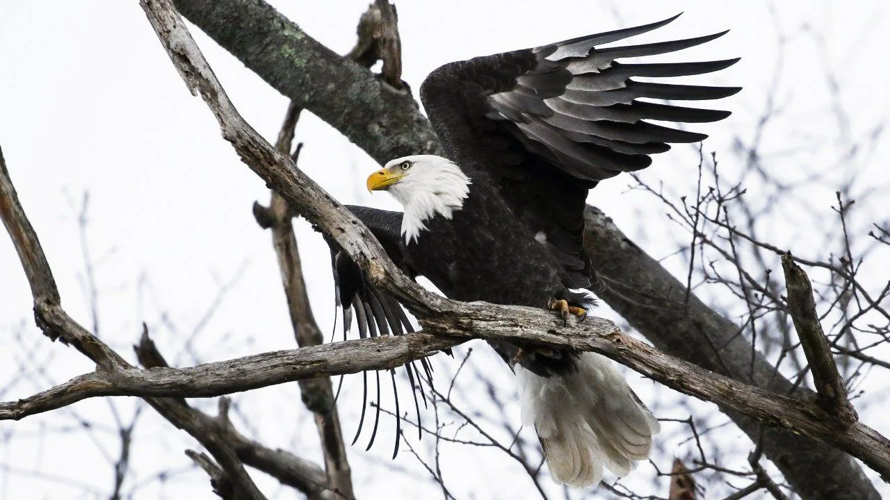 Tragic Death of Bald Eagle by Poisoned by Lethal Rodenticides — Charles ...