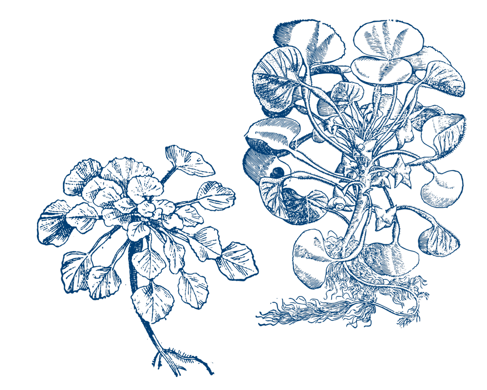 Invasive Species — Charles River Watershed Association