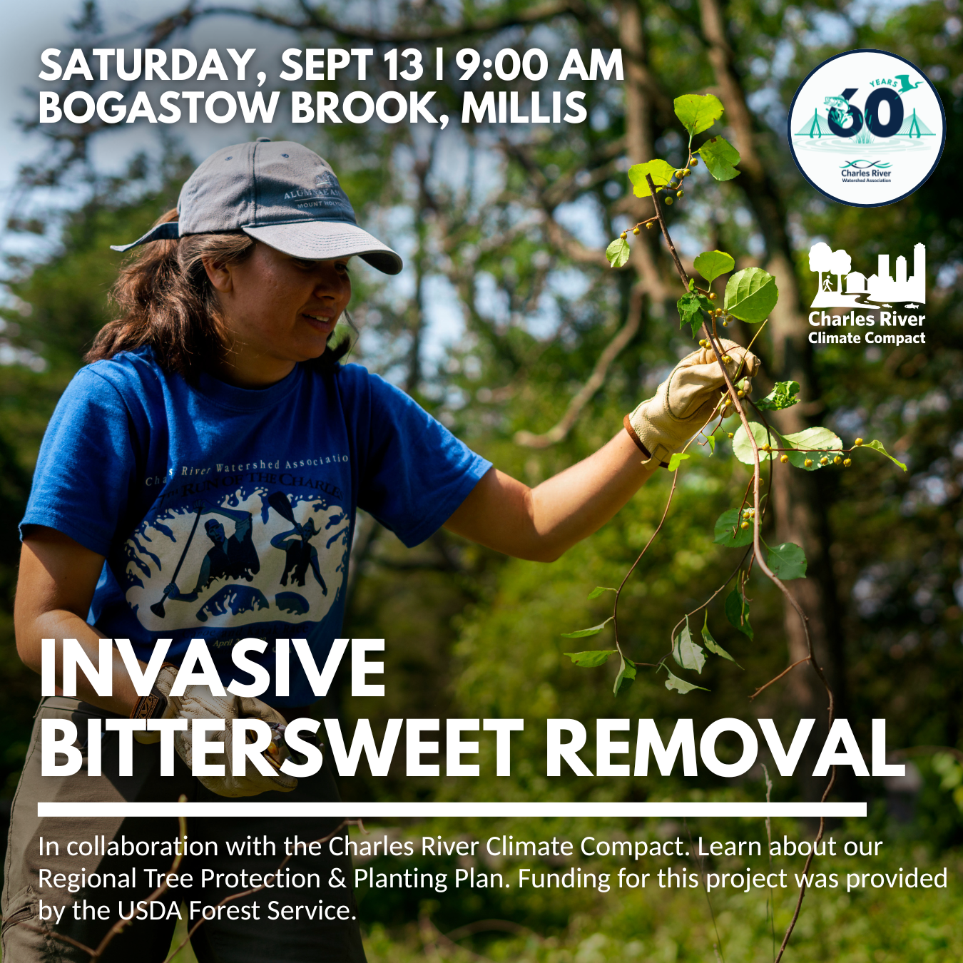 Community Bittersweet Removal — Charles River Watershed Association