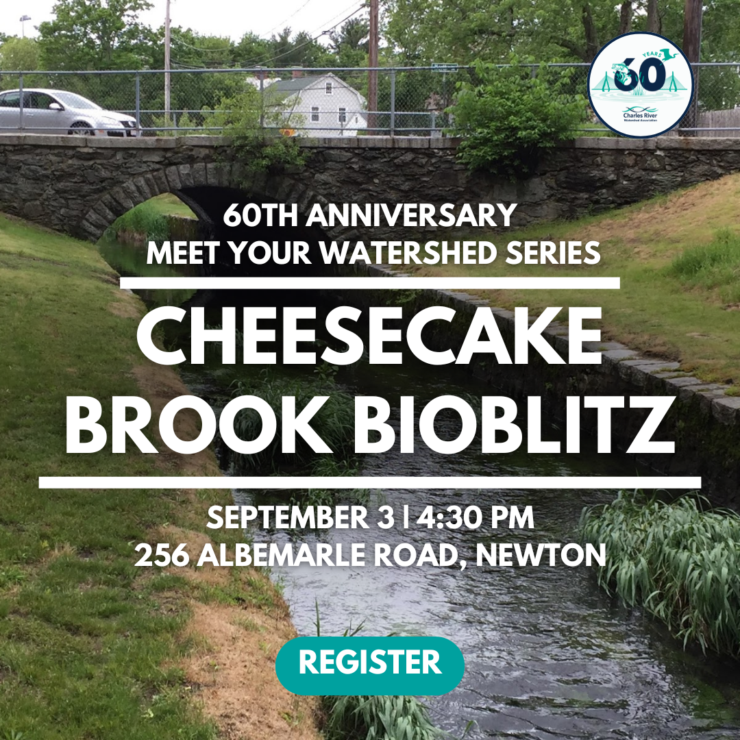 Tale of Two Brooks: Cheesecake Brook BioBlitz — Charles River Watershed ...