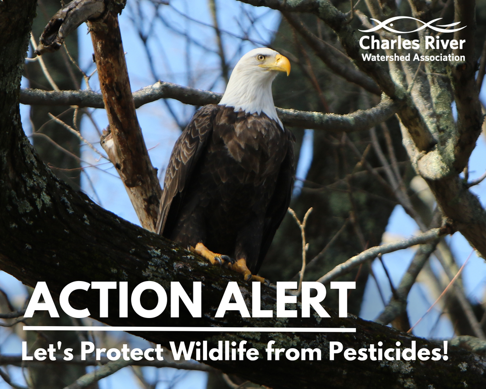 ACTION ALERT: Let’s Protect Wildlife From Pesticides! — Charles River ...