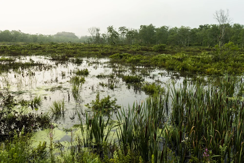 Wetland Restoration | Support Wetland Conservation Today — Charles ...