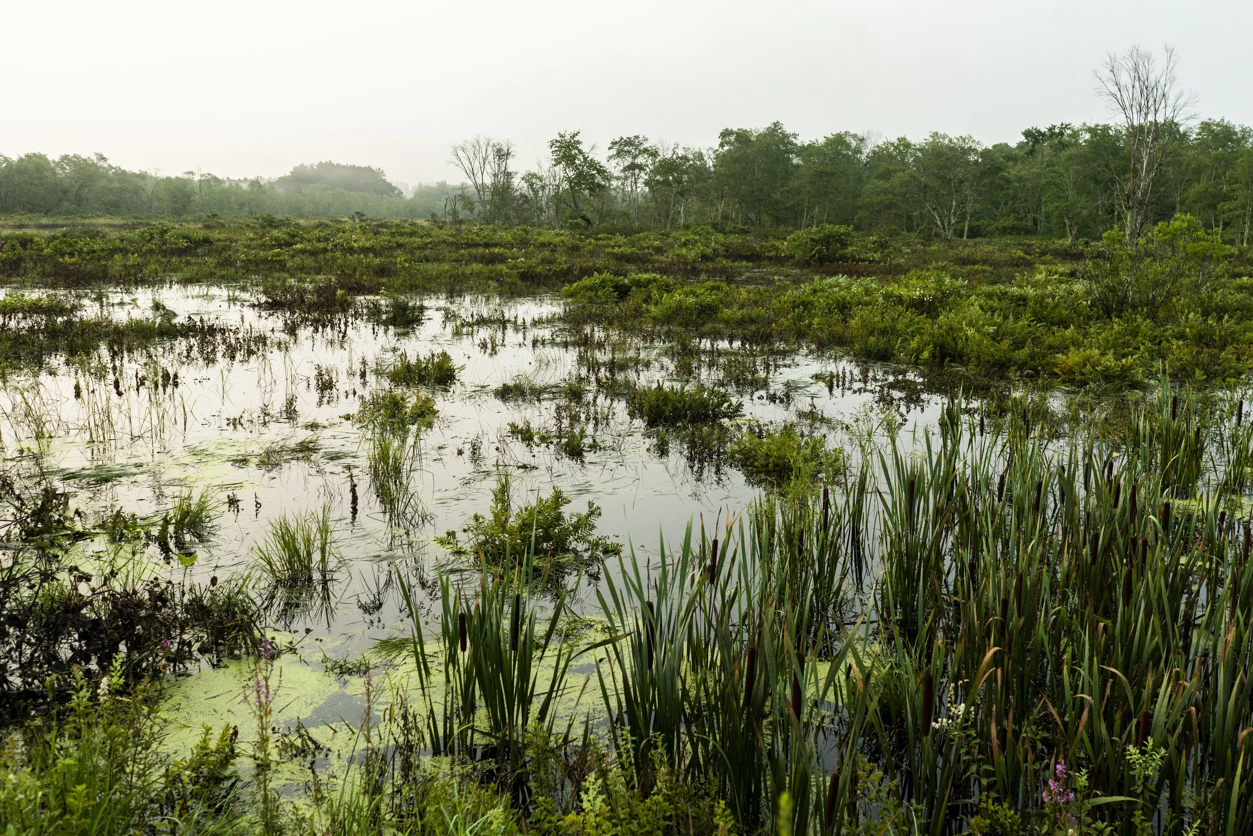 Wetland Restoration — Charles River Watershed Association