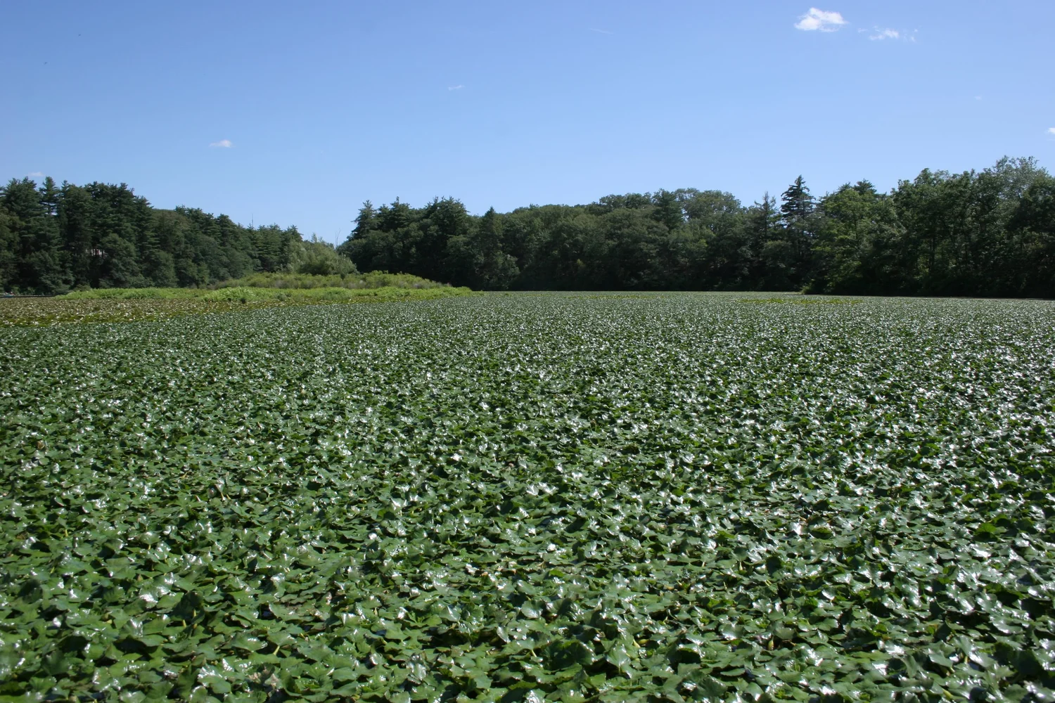 Invasive Species | Restoring the River Ecosystem — Charles River ...