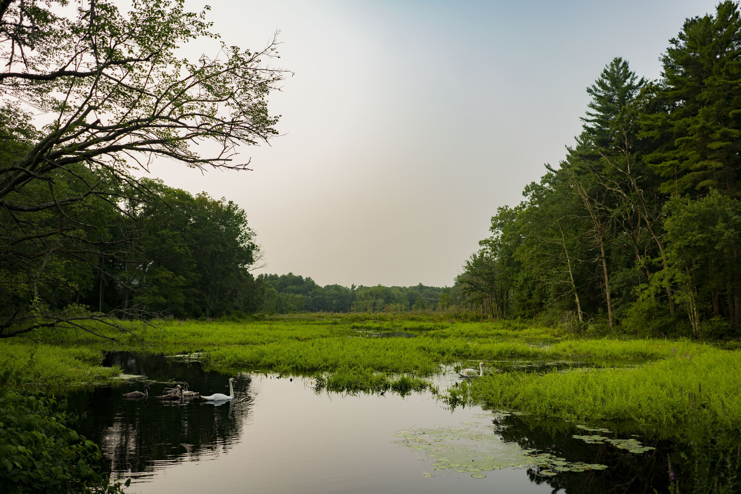 River Restoration — Charles River Watershed Association