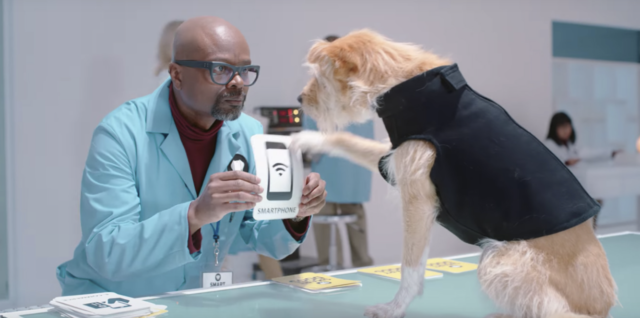 Can These Highly Trained Dogs Get You Off Your Phone While Driving ...