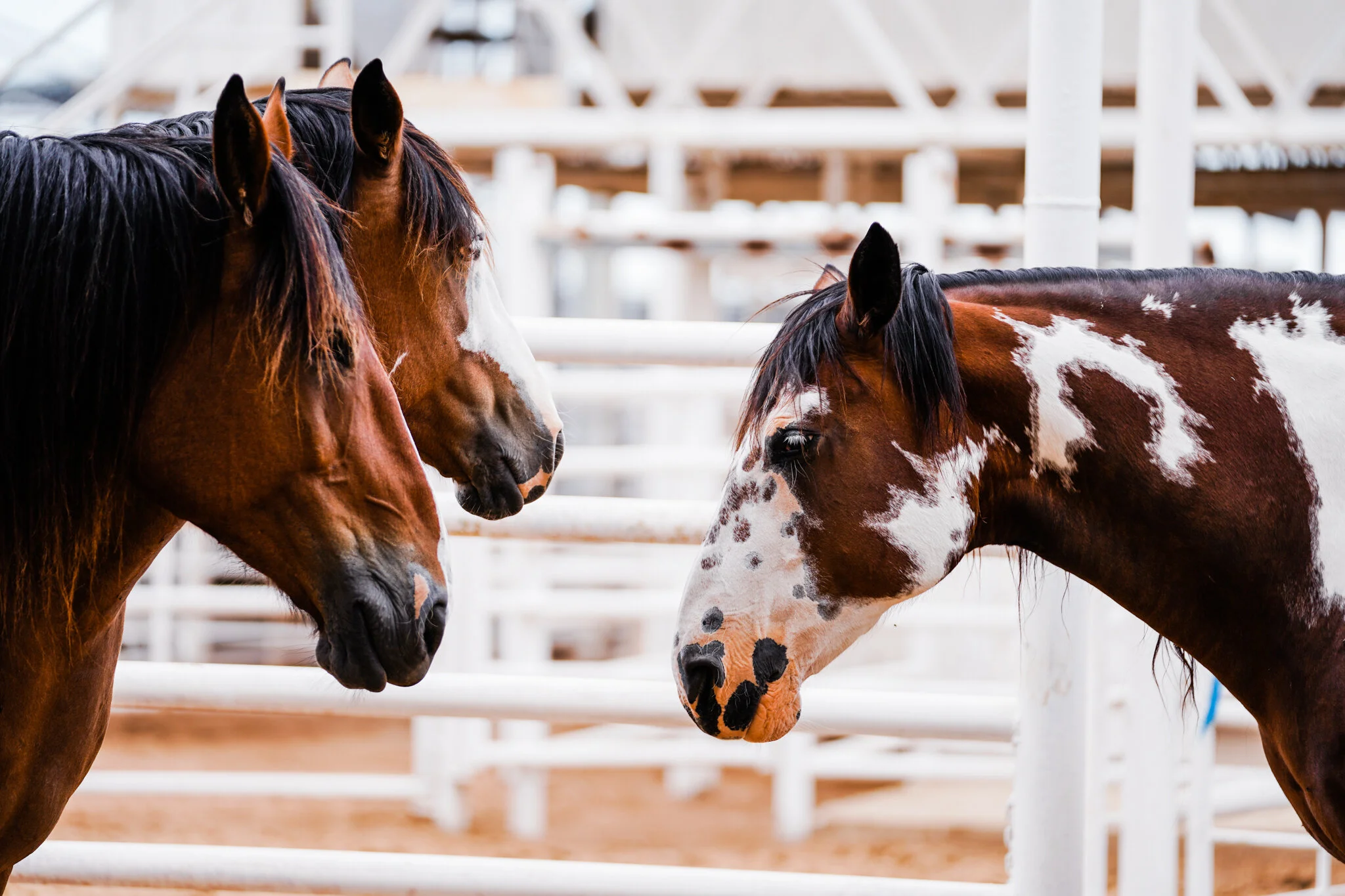 Texas Rodeo Hall of Fame