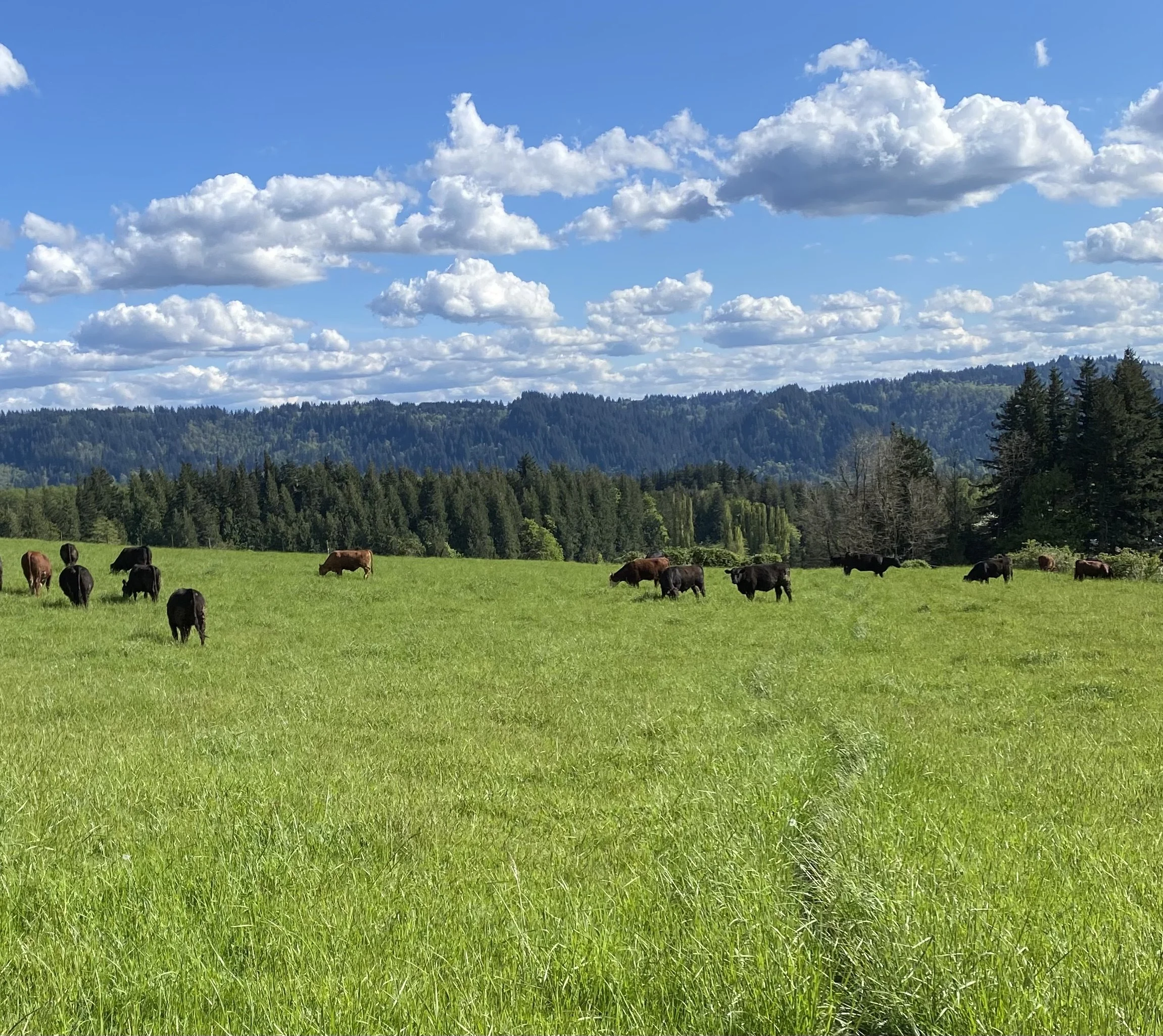 Windy River Livestock | Grass Fed Beef & Pastured Pork | Washougal, WA