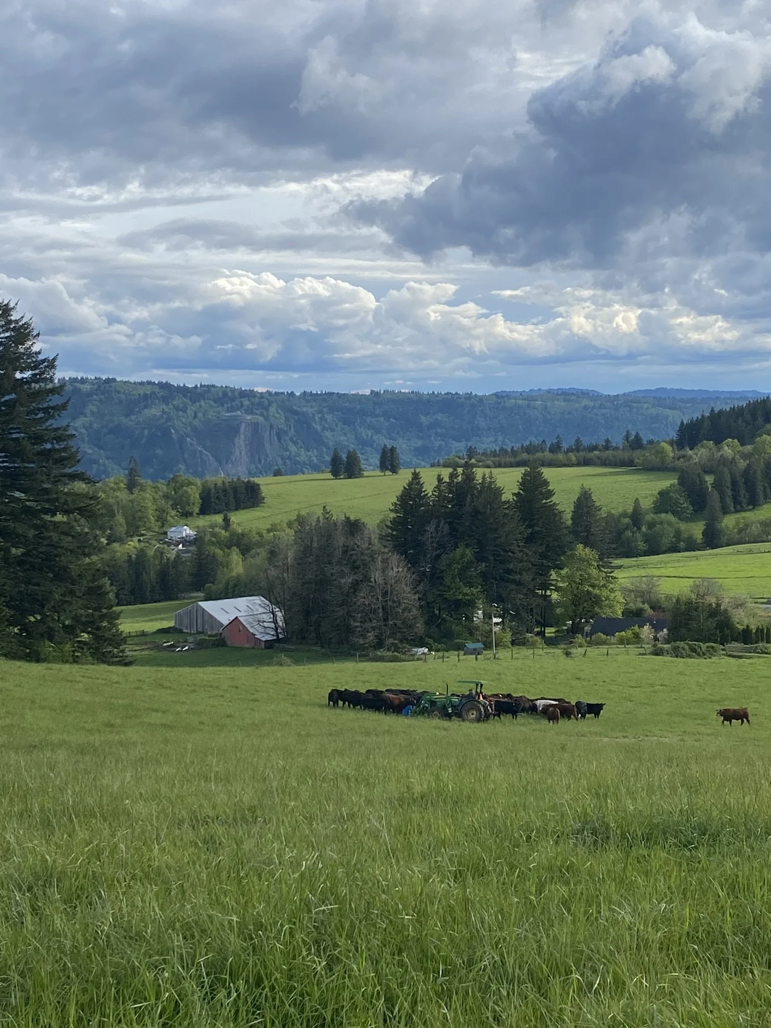 Windy River Livestock | Grass Fed Beef & Pastured Pork | Washougal, WA