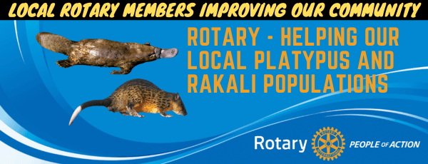 Platypus Rakali — Rotary Club of Southern Mitchell