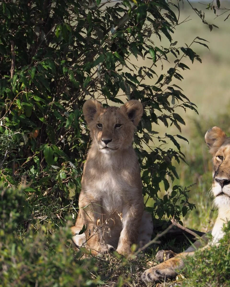 The Conservancy — Kandili Camp