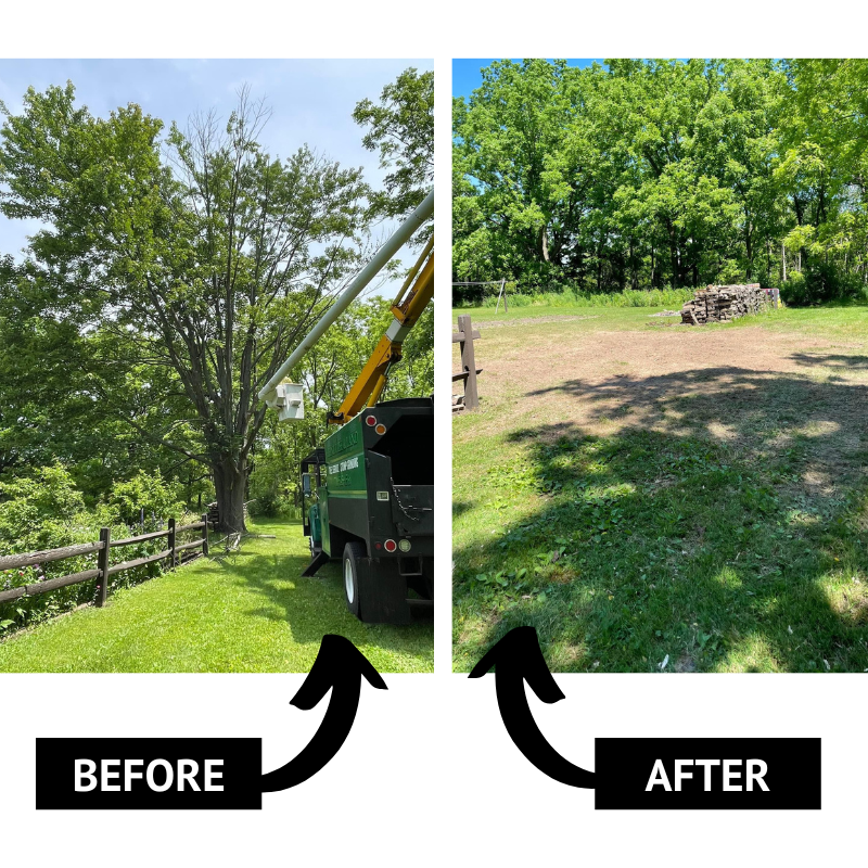 Tree & Stump Removal, Trimming Services in Western New York - Heinz ...