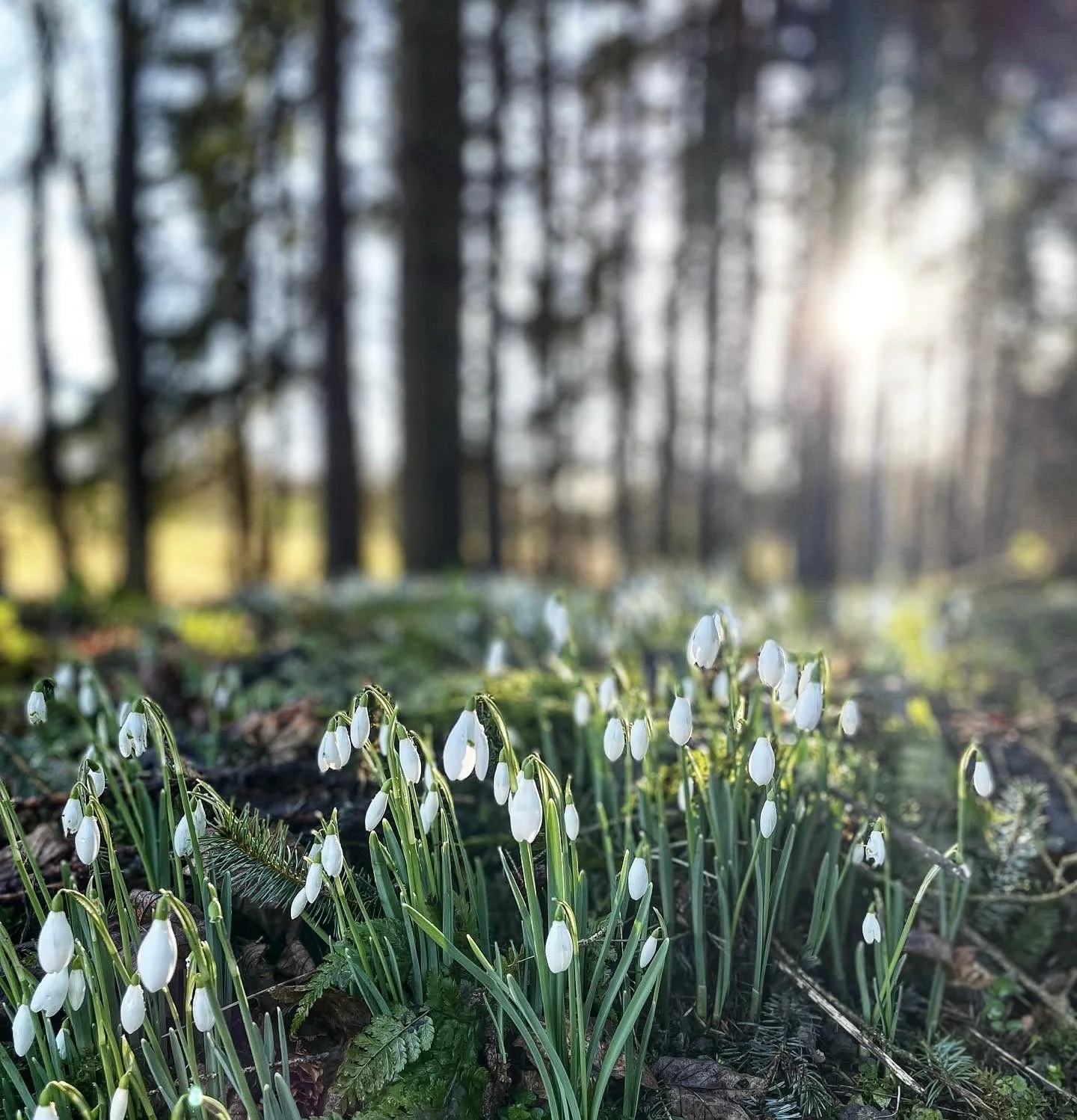 Retreats — Gathering Essence