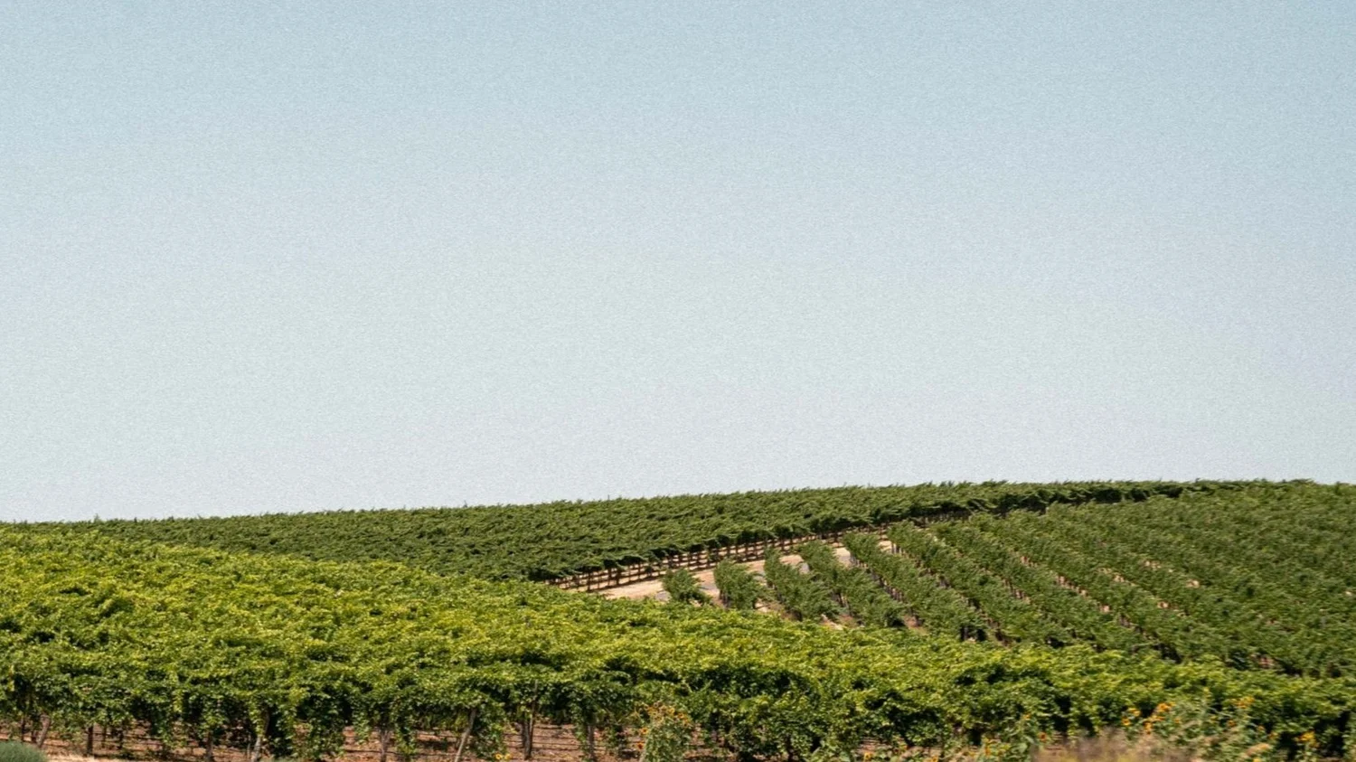 Explore Top Washington State Vineyards — Mark Ryan Winery