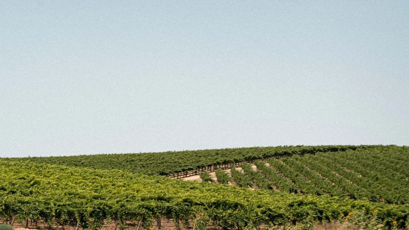 Explore Top Washington State Vineyards — Mark Ryan Winery