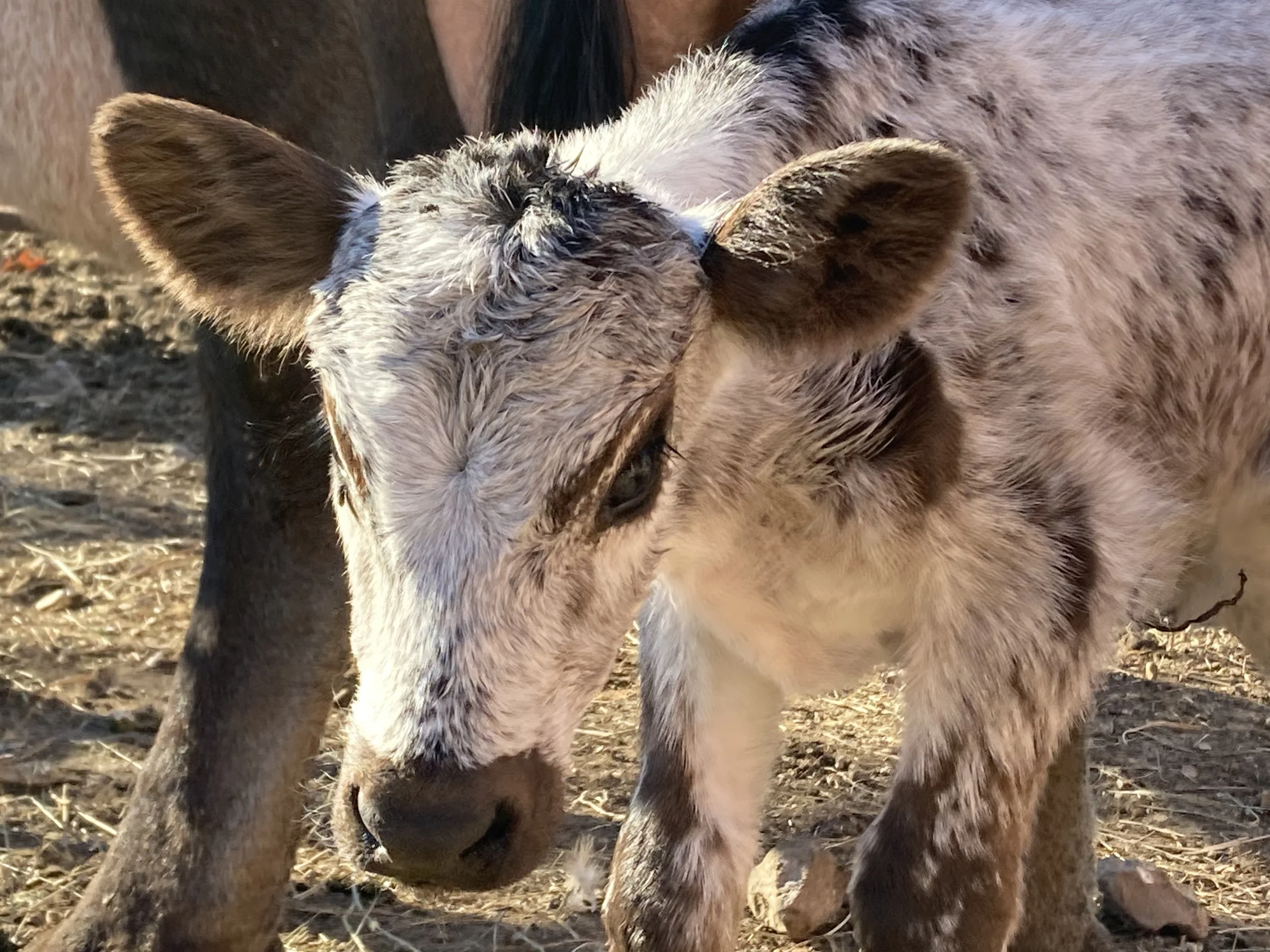 Jersey Cows & Calves — REDBIRD RANCH