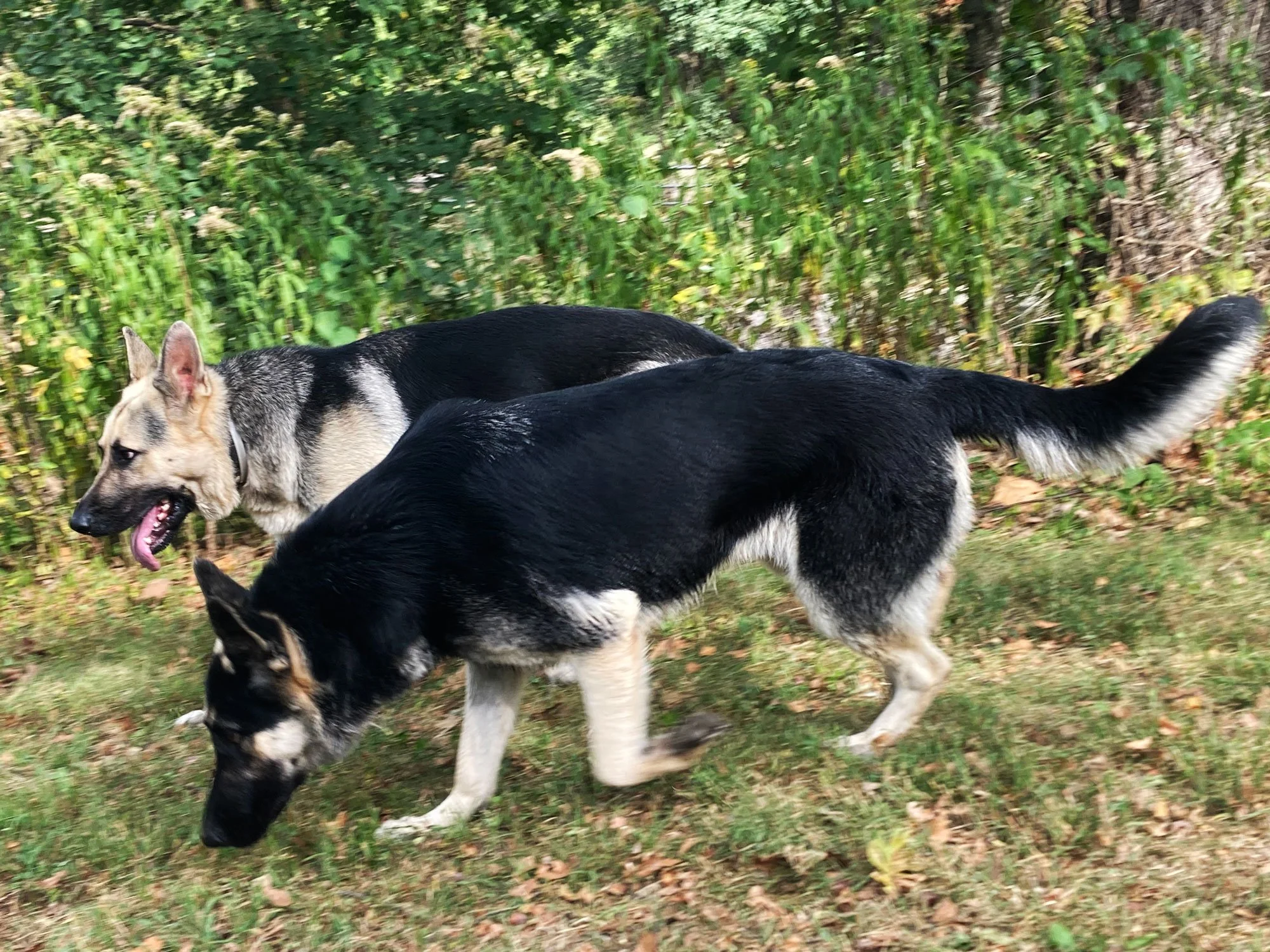 German Shepherds — REDBIRD RANCH
