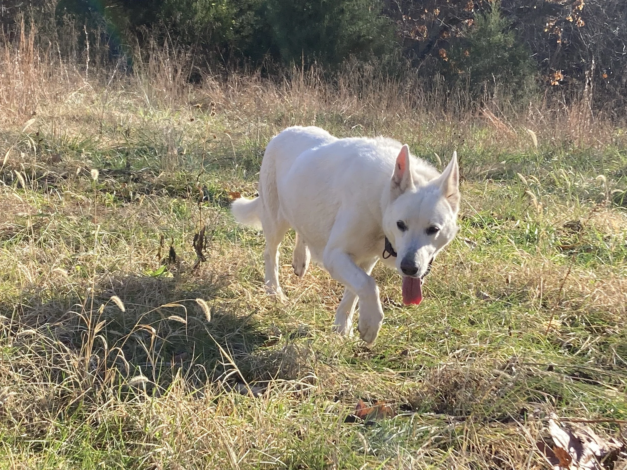 German Shepherds — REDBIRD RANCH
