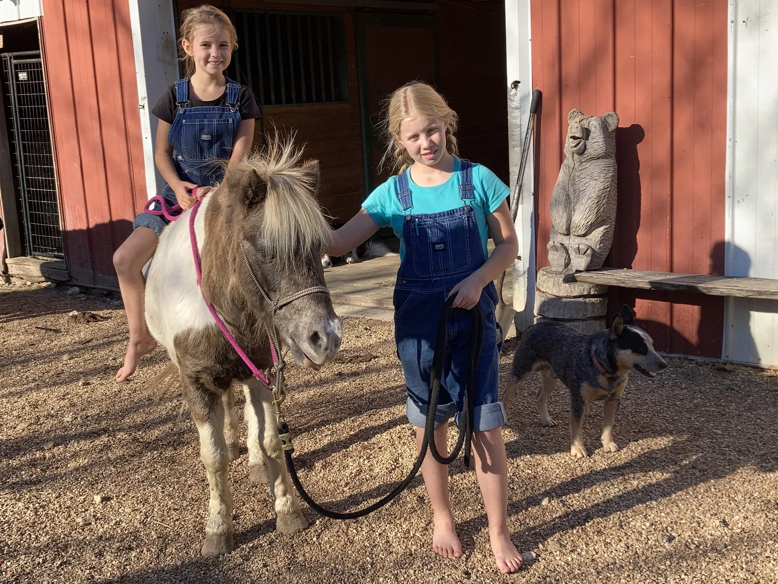 Horses — REDBIRD RANCH