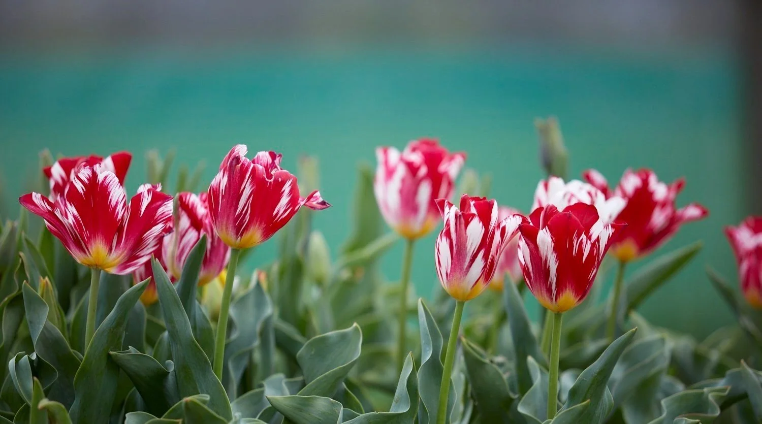 Historic Tulips — Bayntun Flowers | Organic Growers of Specialist Flowers