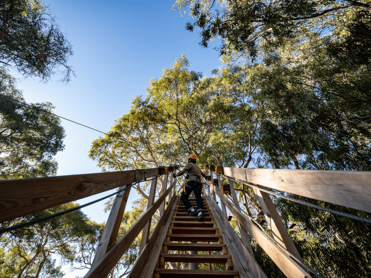 Book Now - Adelaide | Join the Adventure — TreeClimb