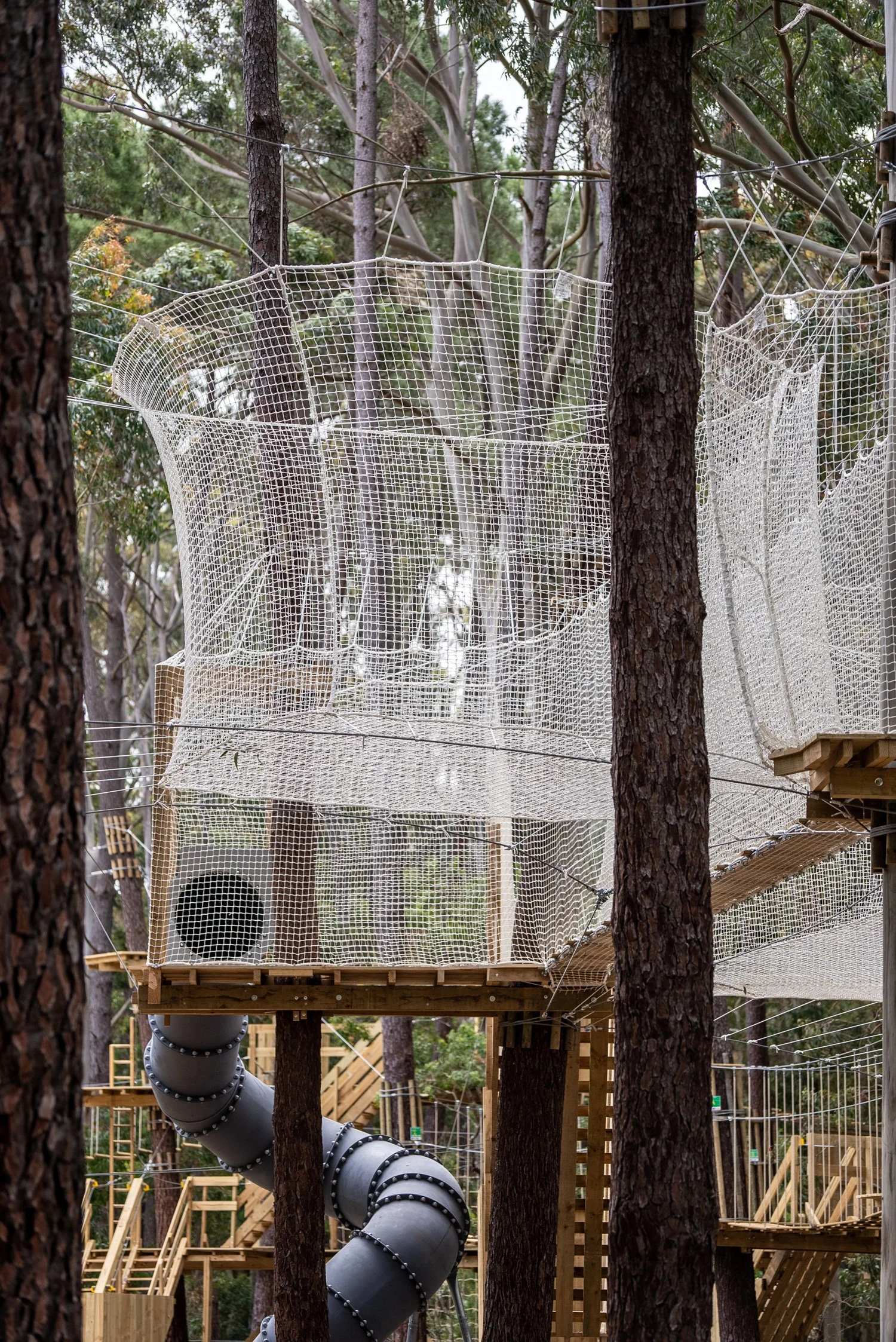 Book Now - Kuitpo Forest — TreeClimb