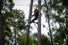 Experiences | Explore Thrilling Adventures — TreeClimb