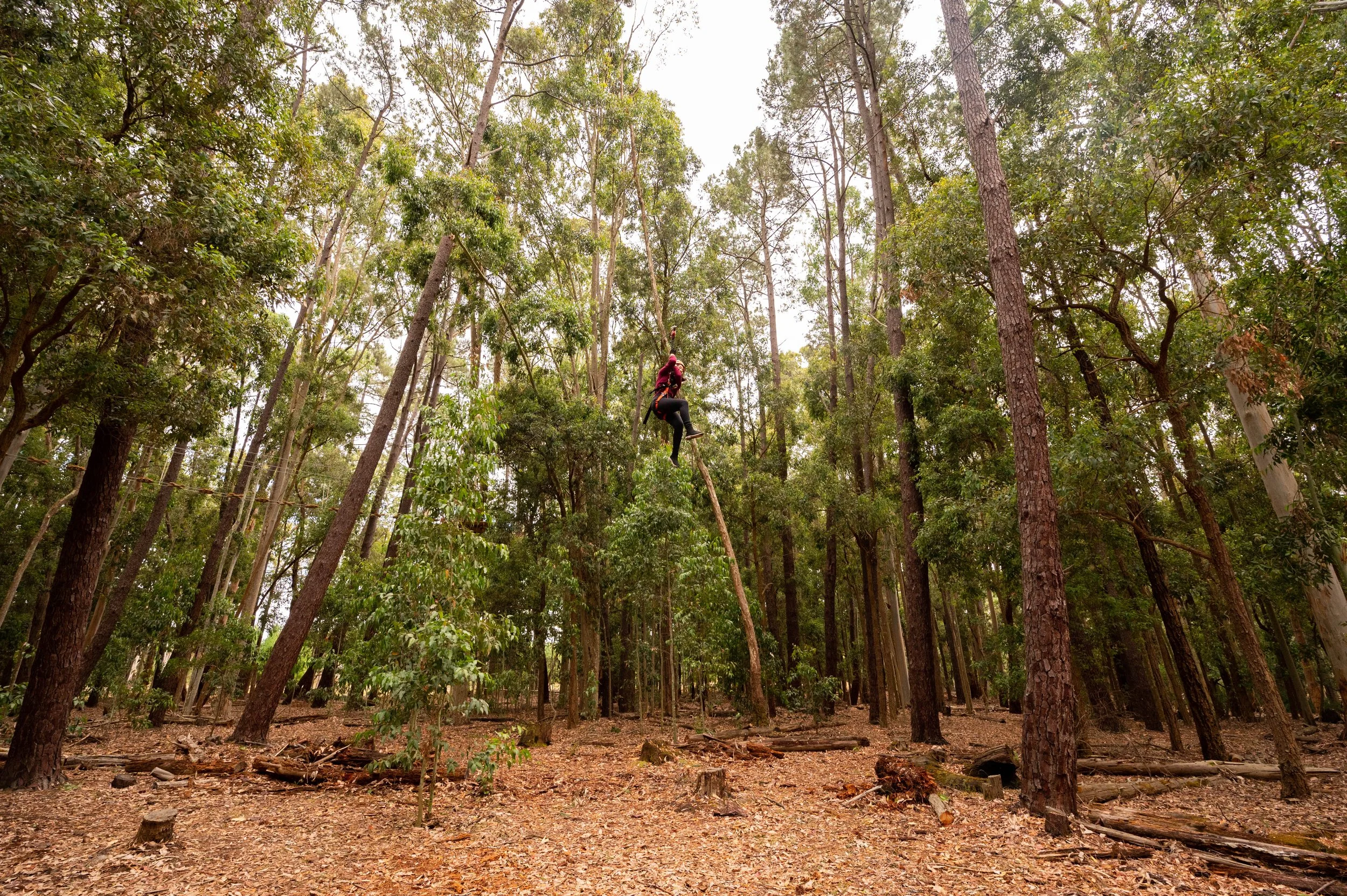 Book Now - Salisbury | Explore New Heights — TreeClimb
