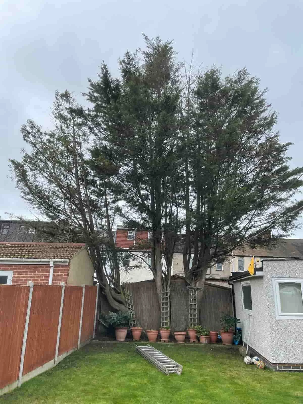 Navigating the Challenges Of Conifer Management in Barking
