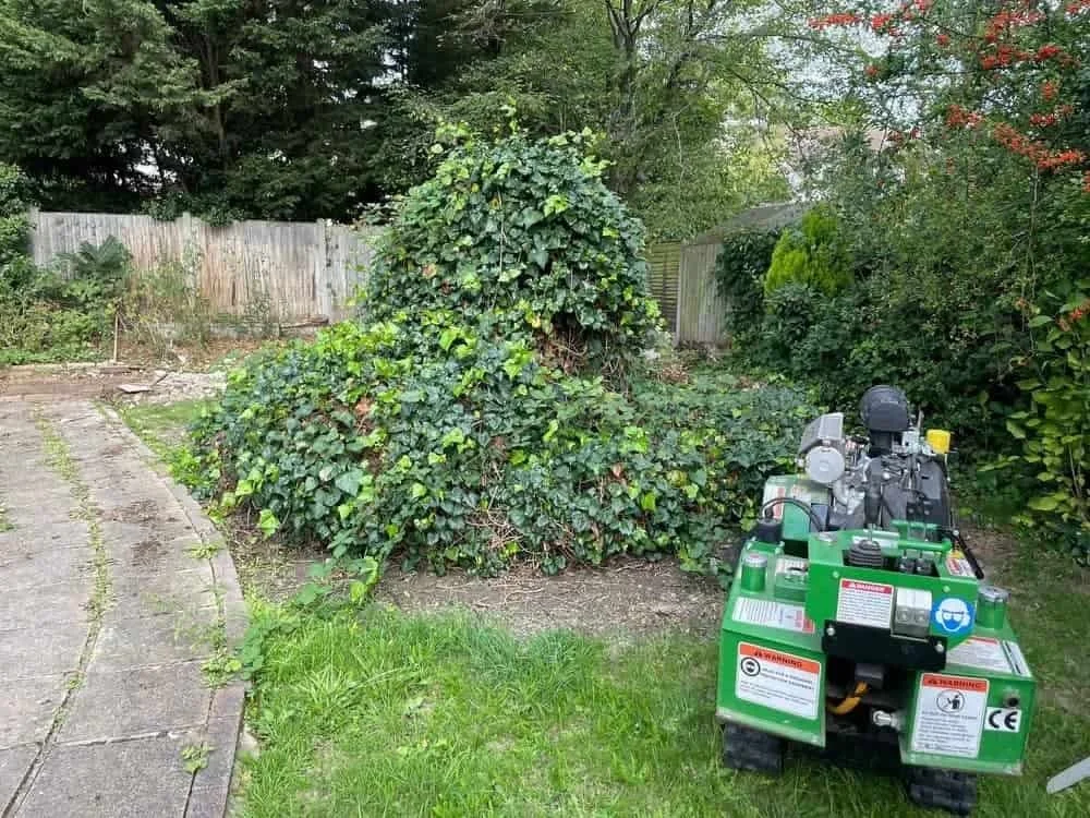 Find Top Stump Busters Today | Transform Your Yard