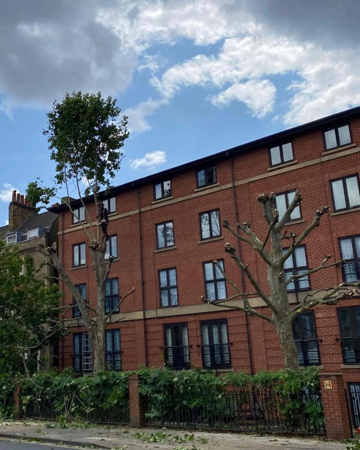 Chigwell Tree Services I Tree Surgeons Essex - 07543364253