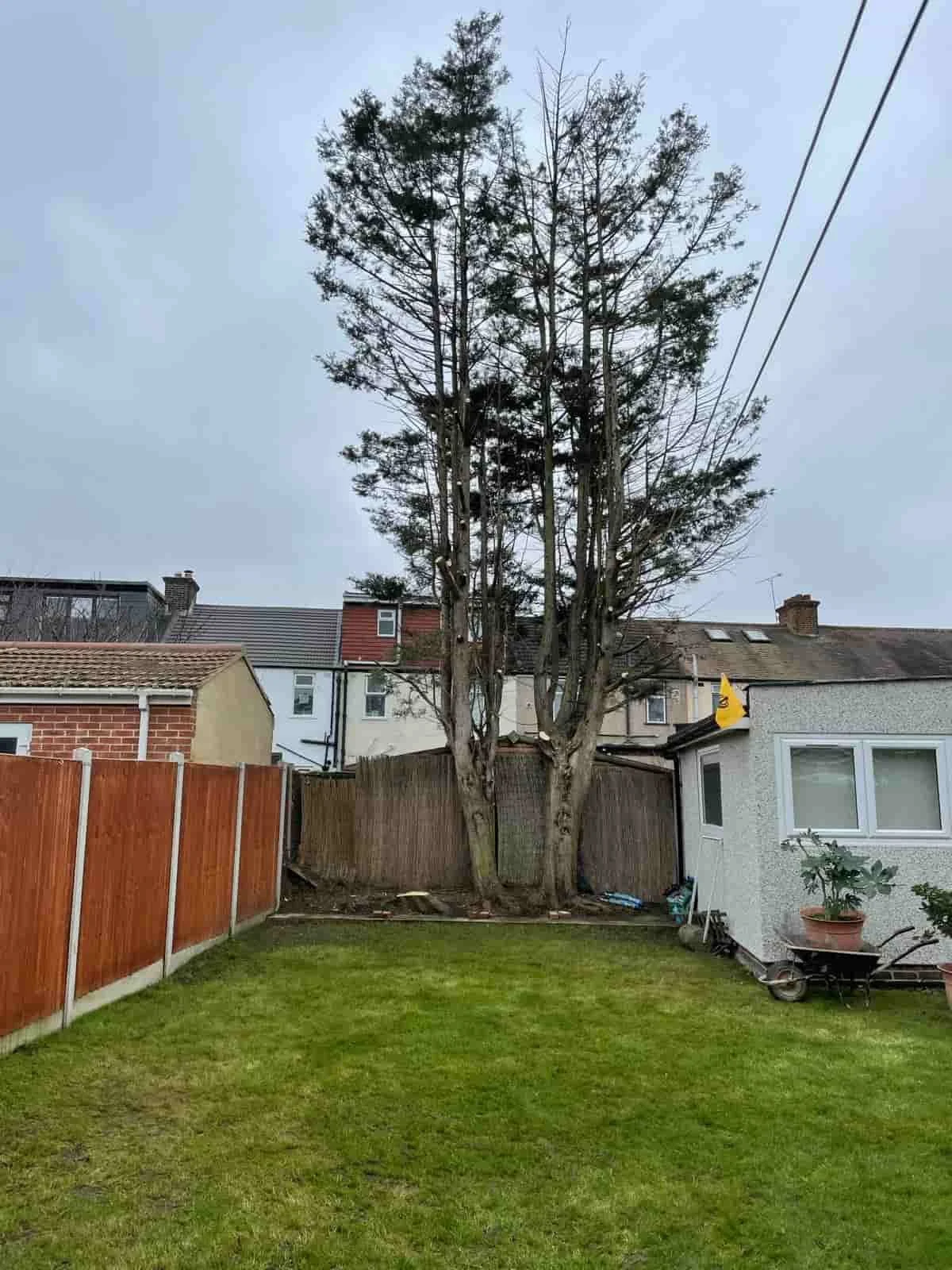 Navigating the Challenges Of Conifer Management in Barking