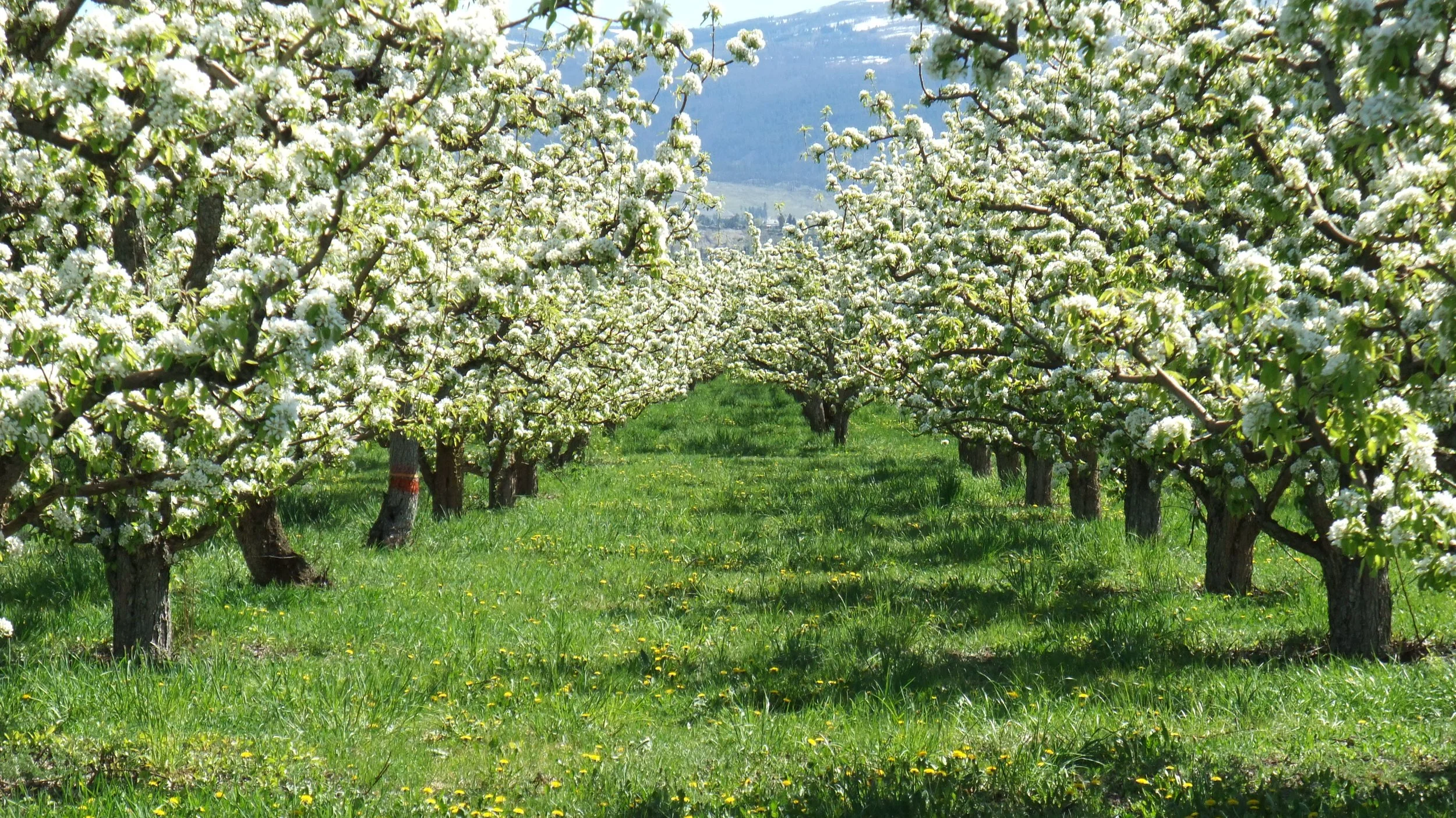 Kind Words — Rochelle Schulz EFT/Tapping