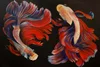 Gabriela Gil — Paul Larsen Gallery